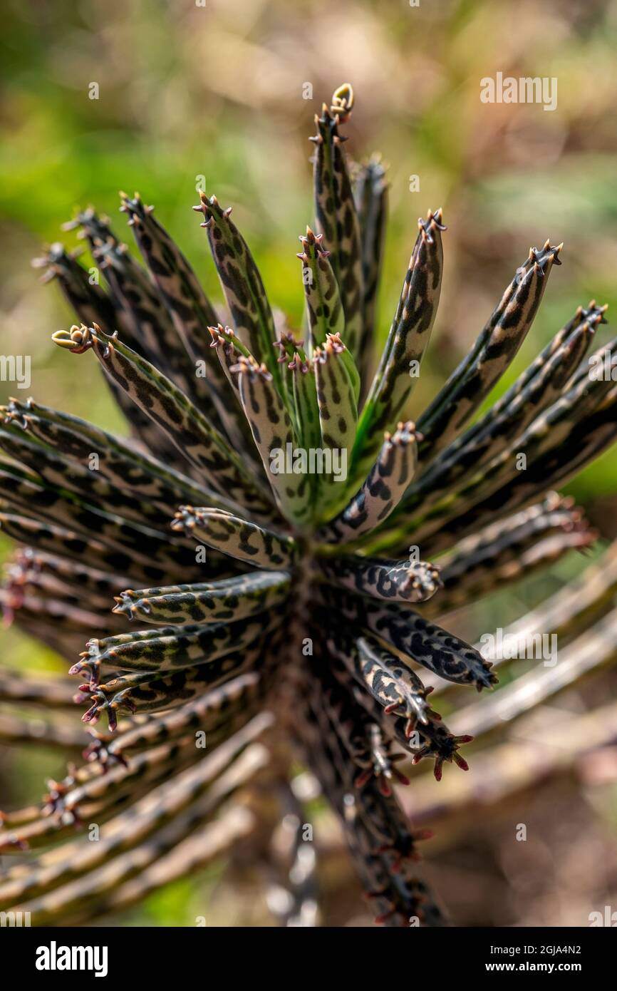 Kalanchoe delangoensis hi-res stock photography and images - Alamy