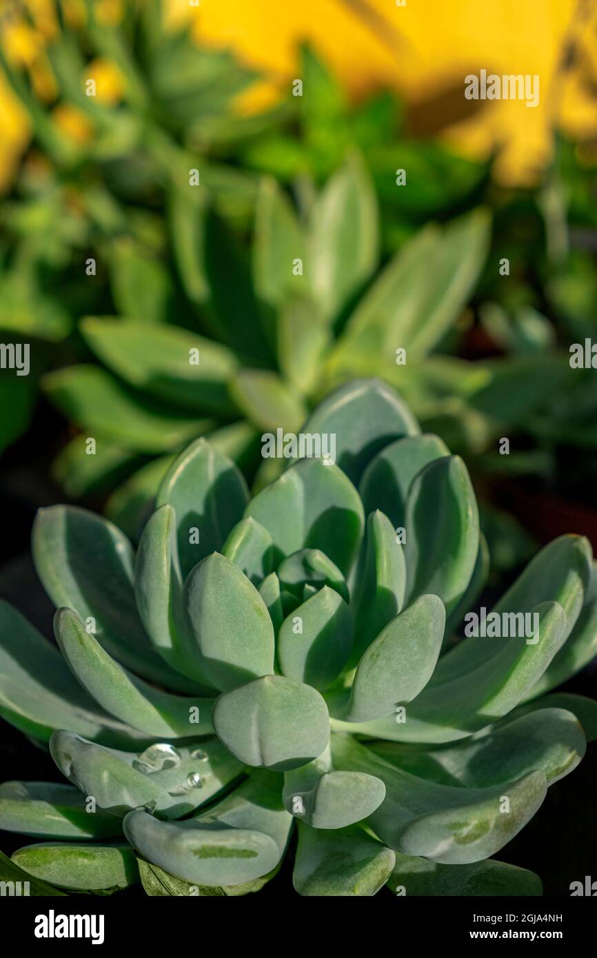 Echeveria secunda hi-res stock photography and images - Alamy