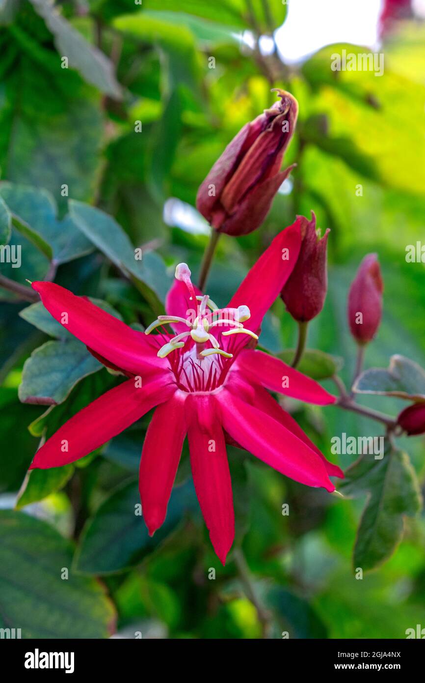Passiflora coccinea hi-res stock photography and images - Alamy