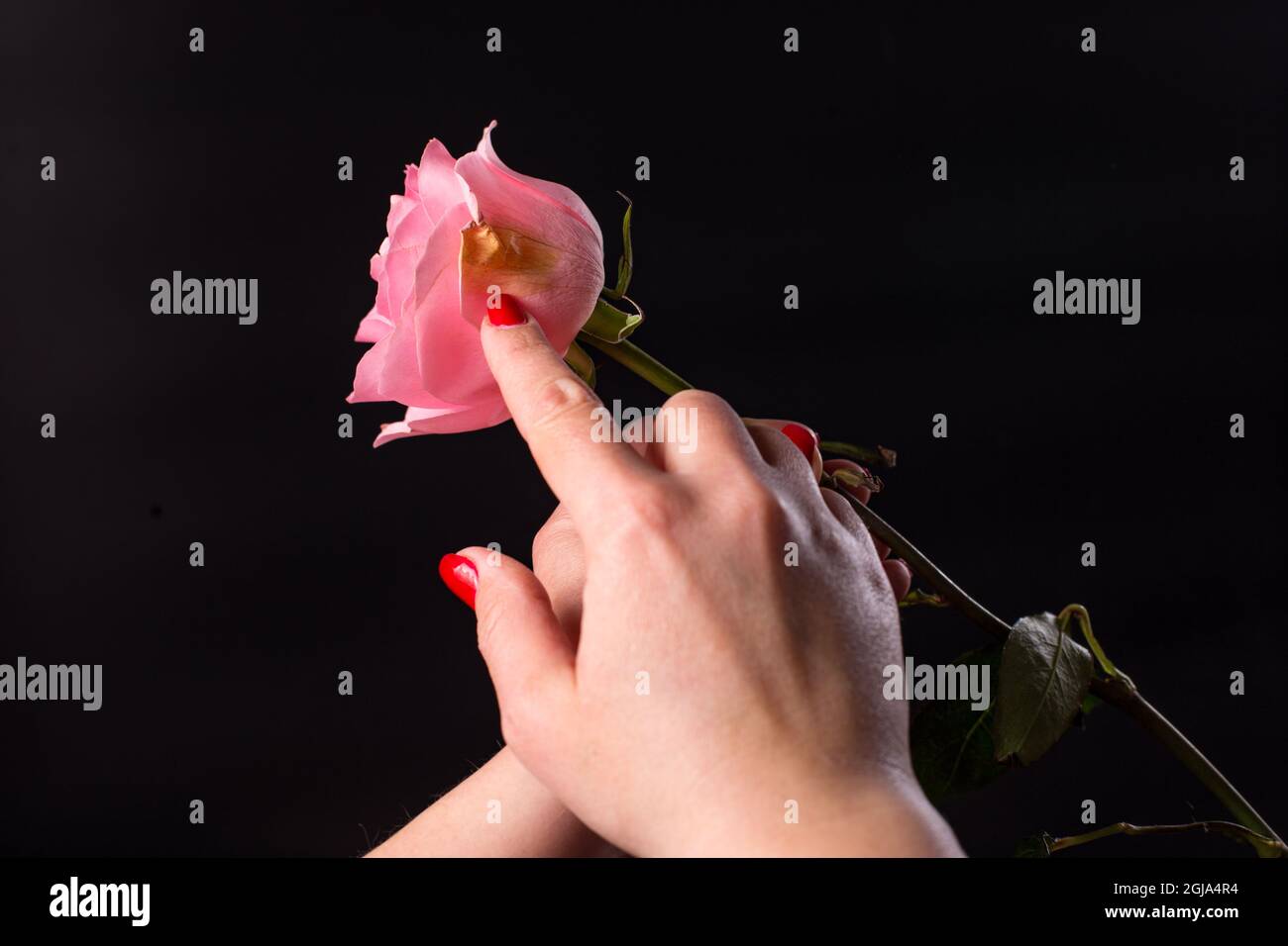 Hands of florist pointing to the brown didease spot on a pink rose ...