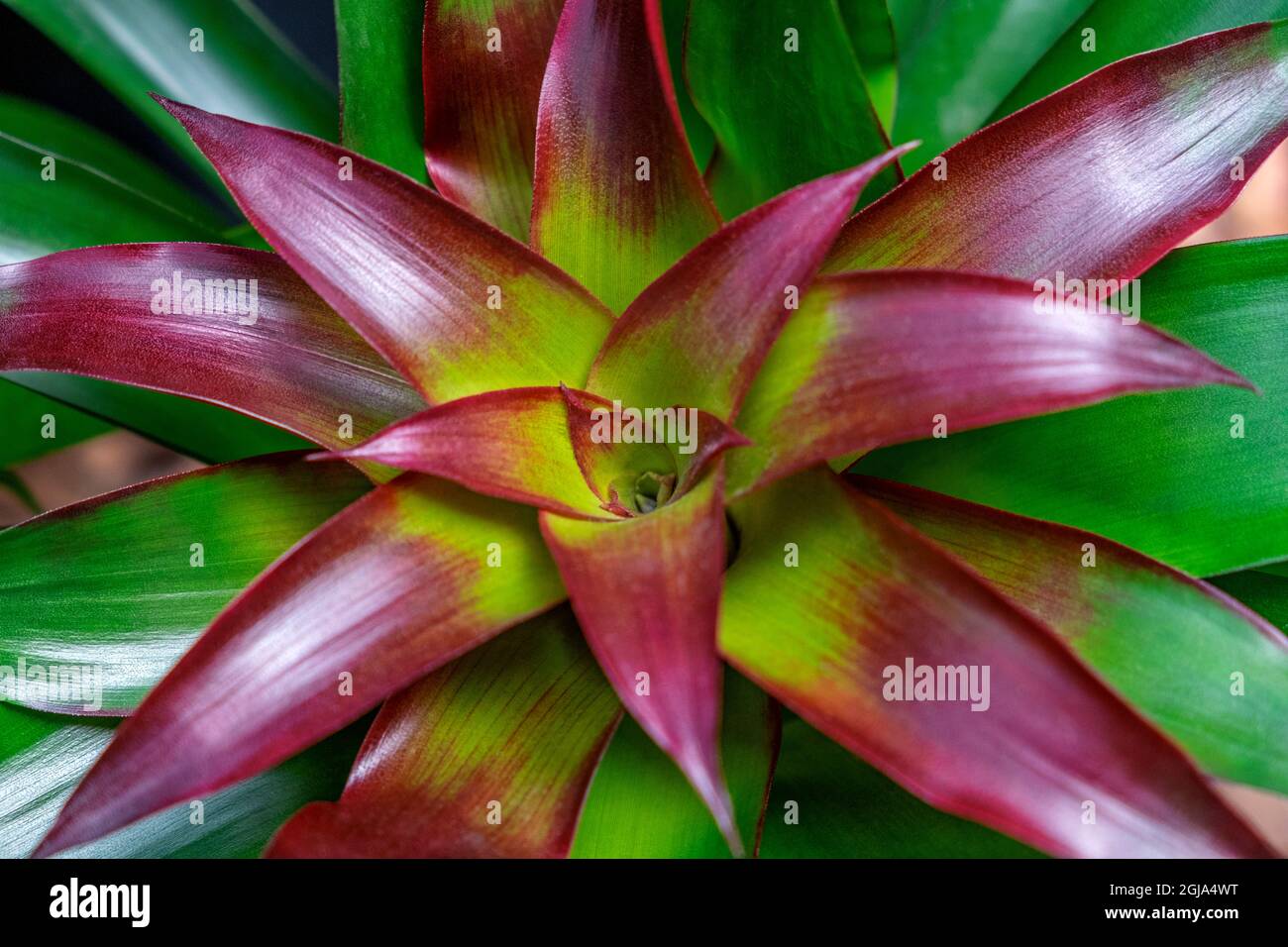 Green bromeliad hi-res stock photography and images - Alamy