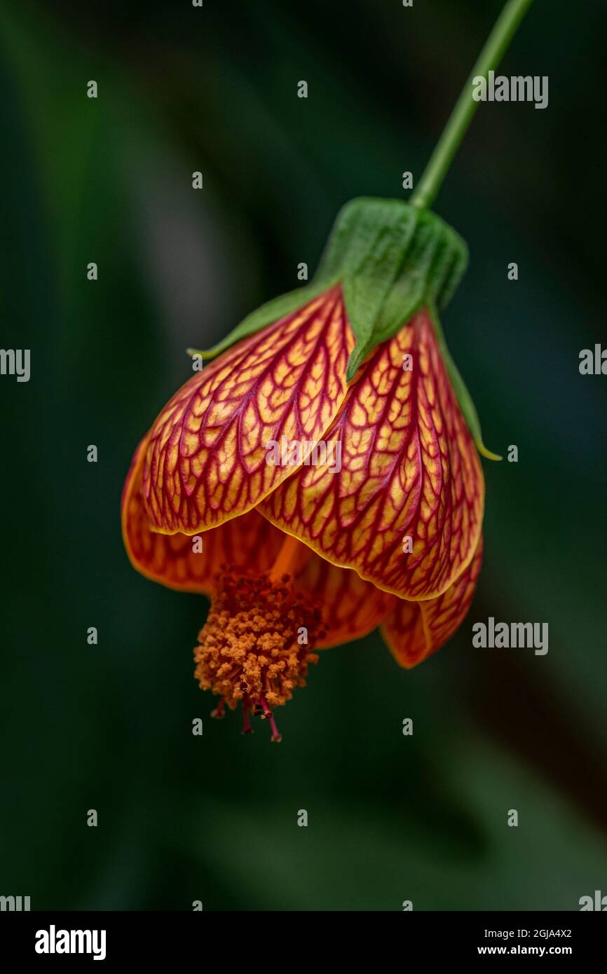 Redvein abutilon, Chinese lantern flower Stock Photo - Alamy