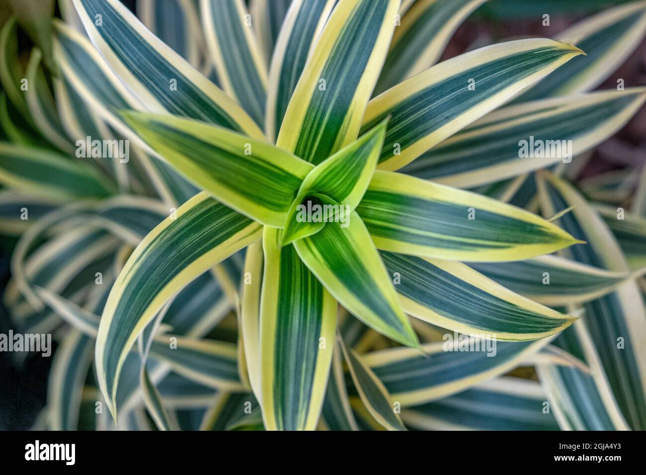 Song of india hi-res stock photography and images - Alamy