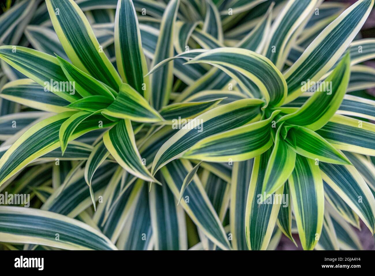 Song of india hi-res stock photography and images - Alamy