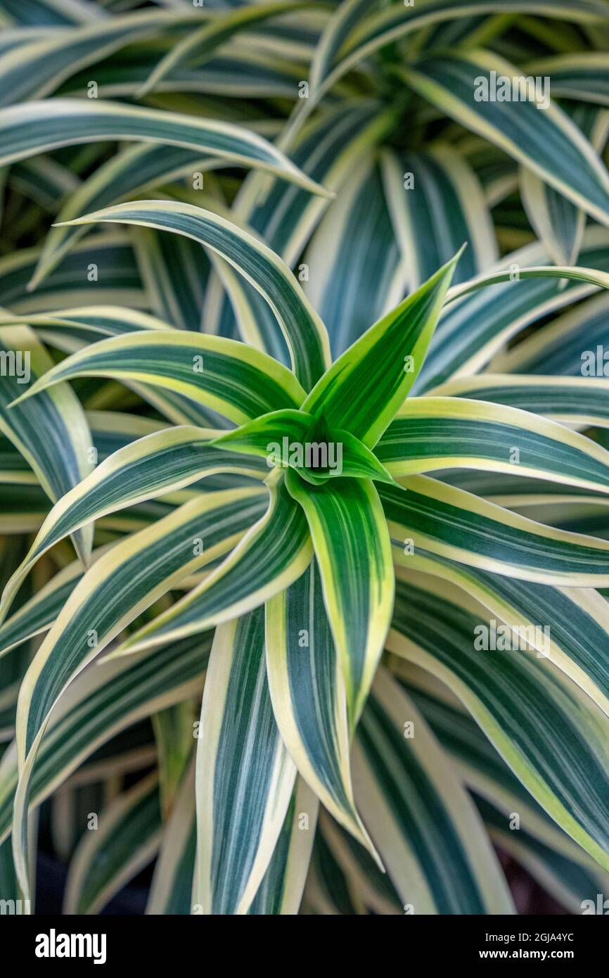 Song of India, Dragon tree Stock Photo - Alamy