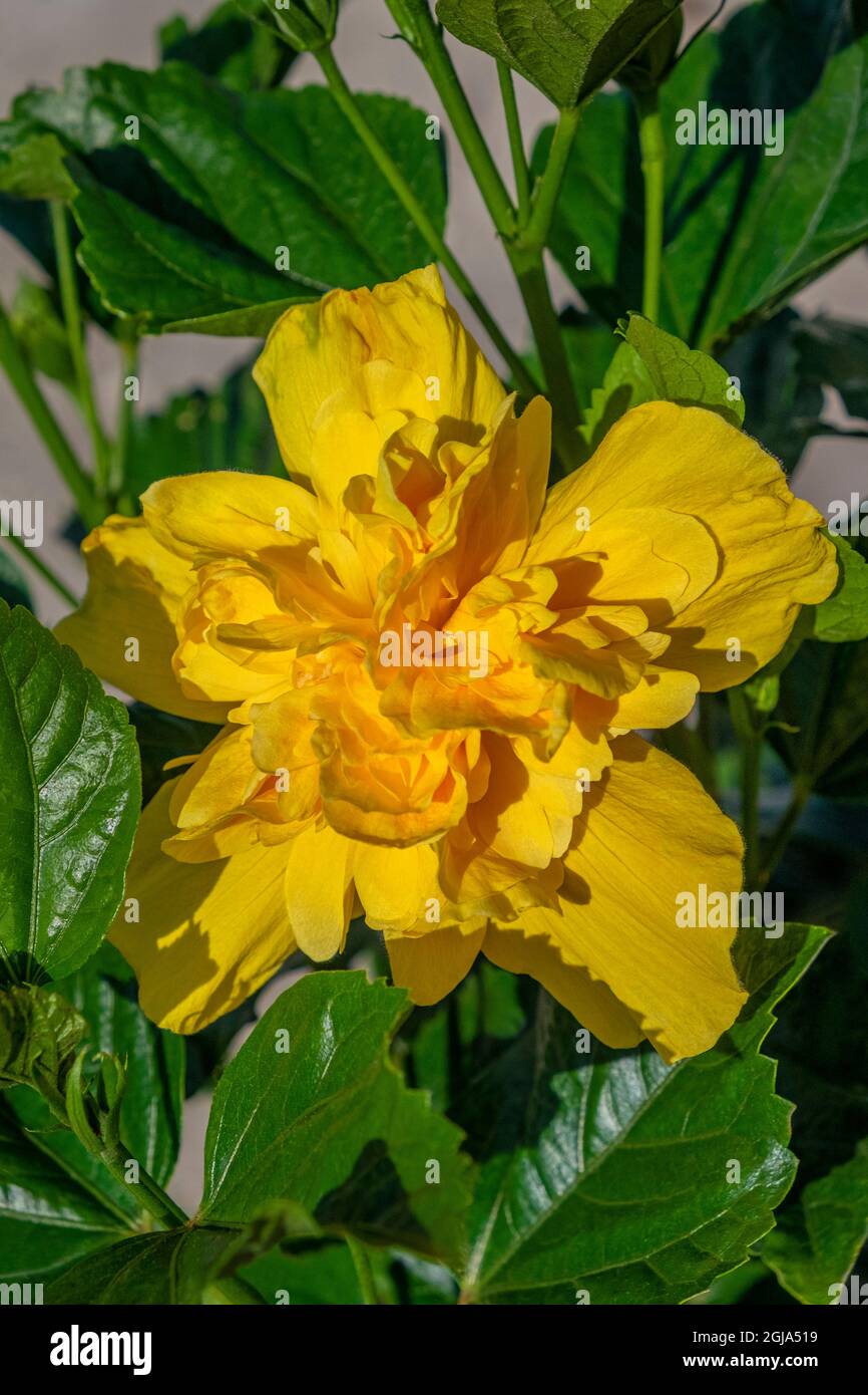 Japanese yamabuki hi-res stock photography and images - Alamy