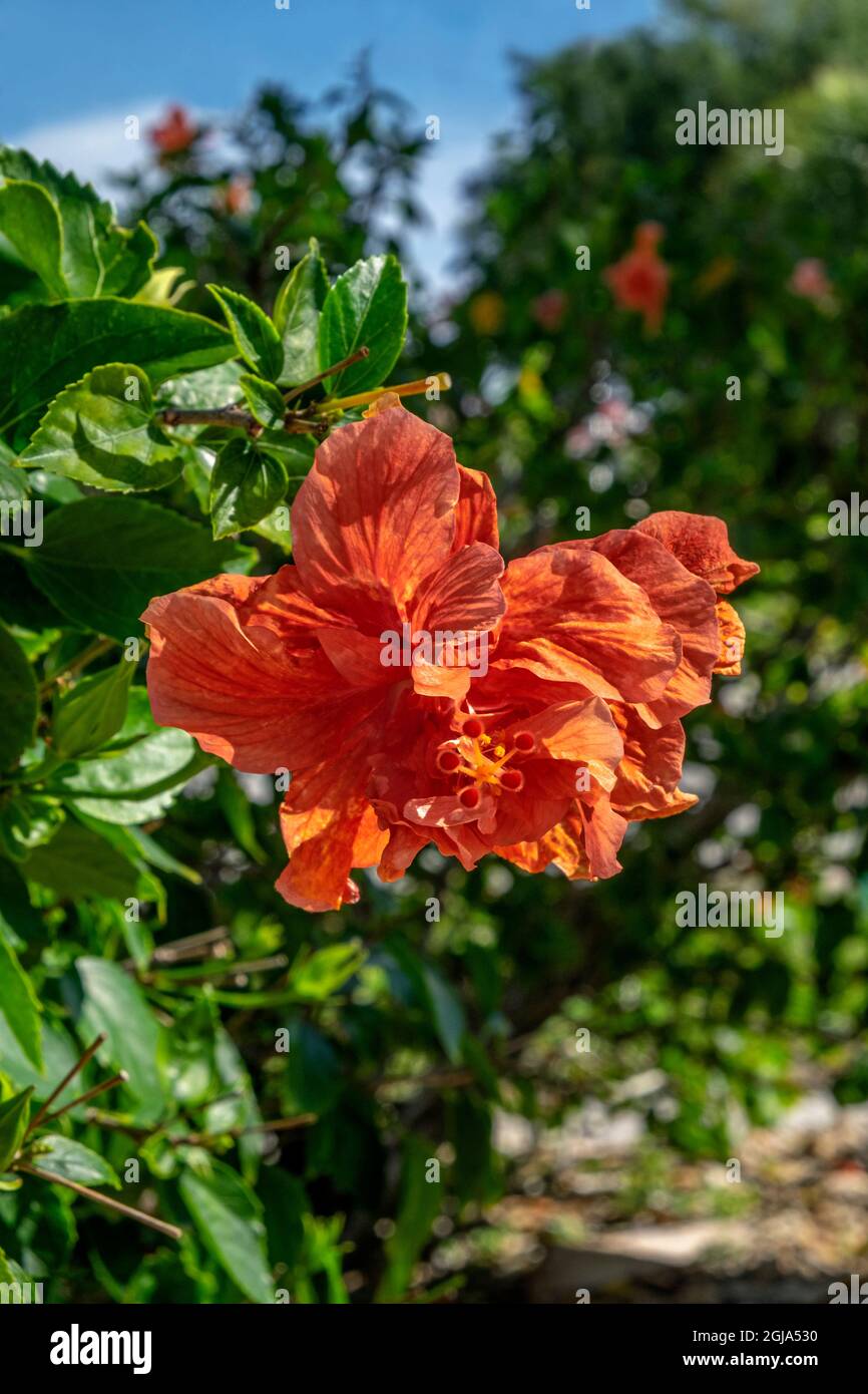 Orange Rose Mallow Stock Photo - Alamy