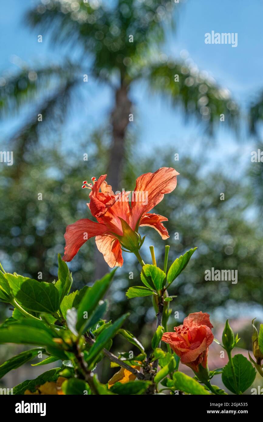 Orange Rose Mallow Stock Photo - Alamy
