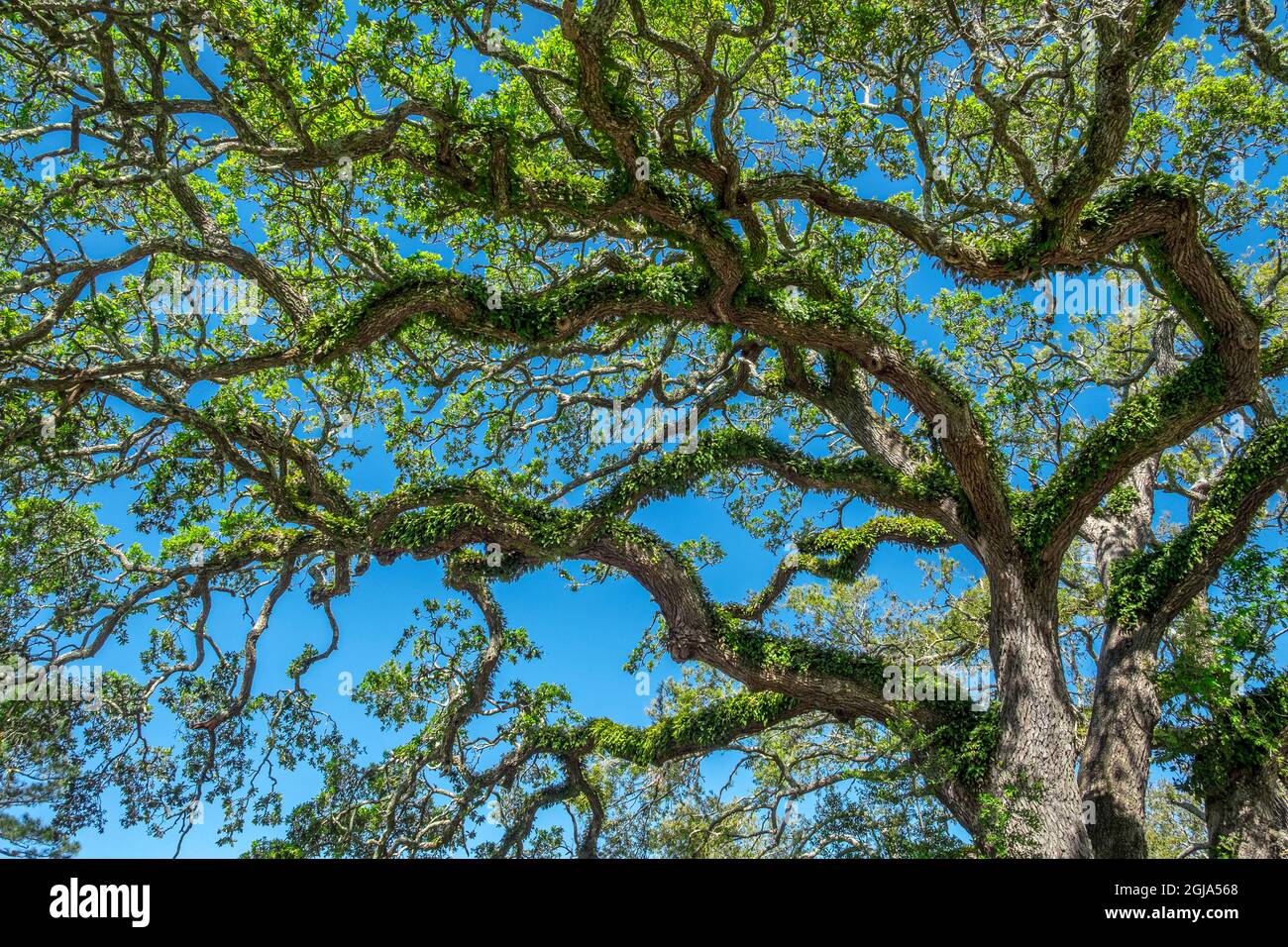 Southern Live Oak tree Stock Photo - Alamy