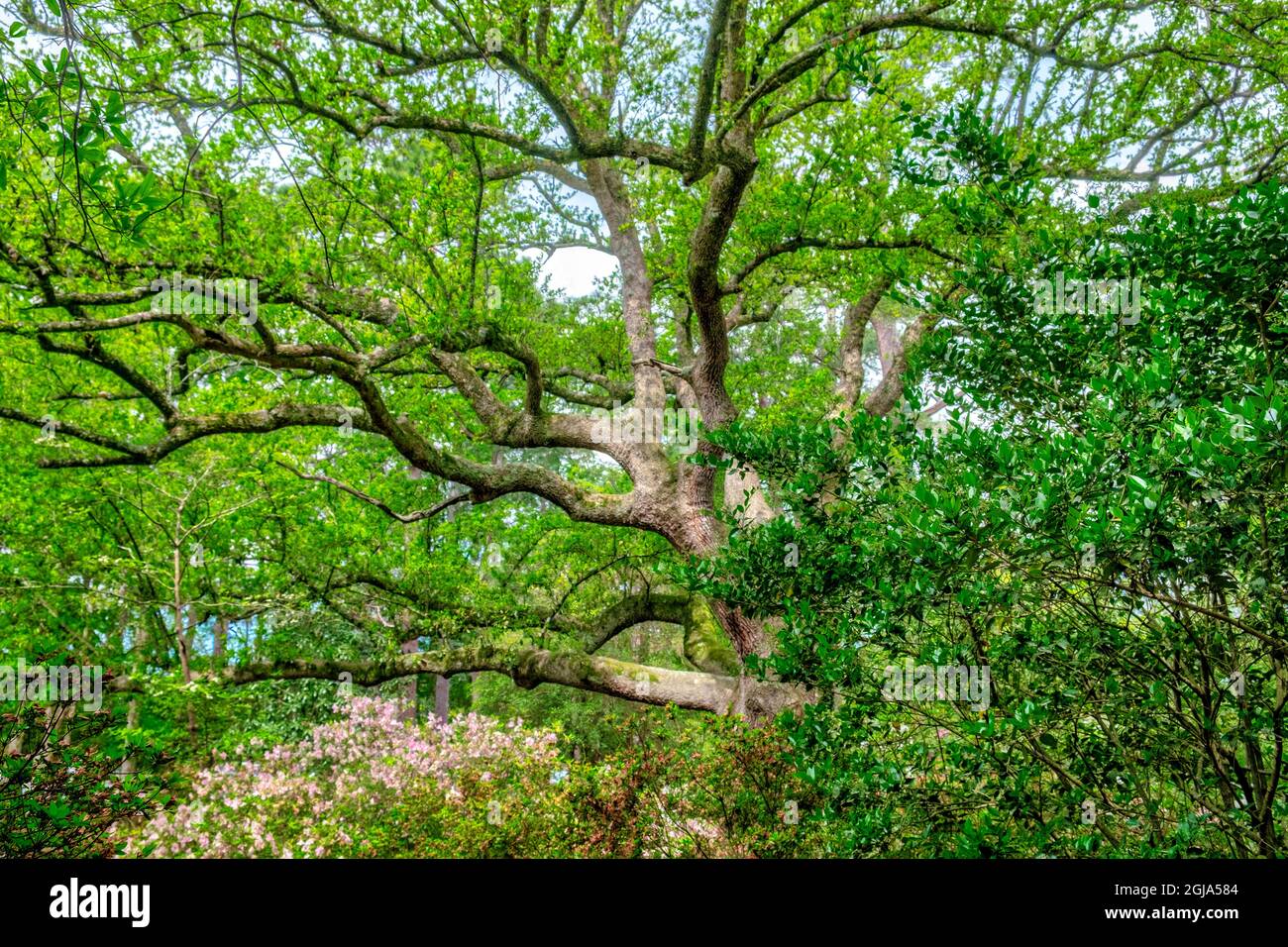 Southern Live Oak tree Stock Photo - Alamy