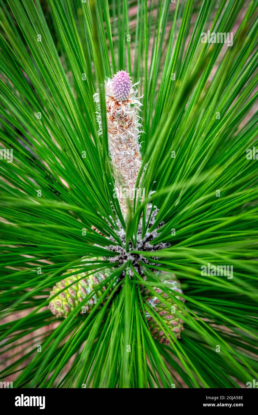 Southern longleaf pine hi-res stock photography and images - Alamy