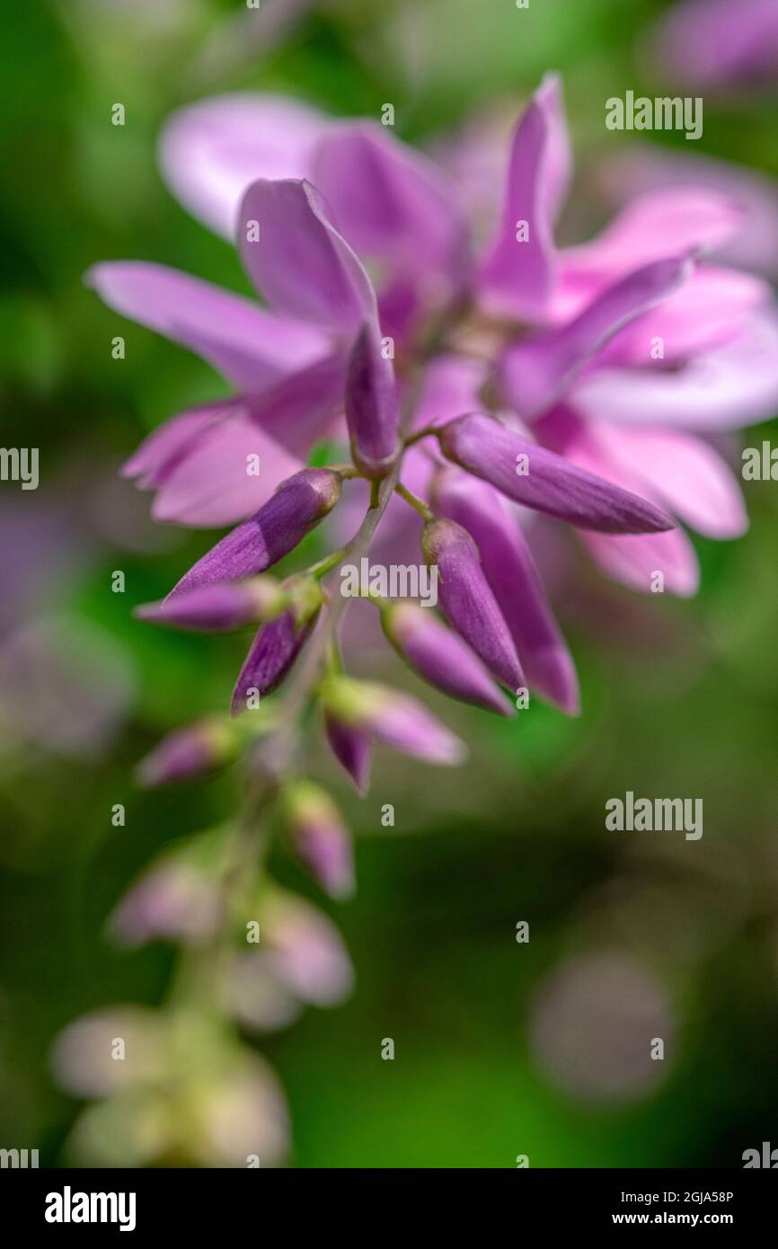 Indigofera tinctoria hi-res stock photography and images - Alamy