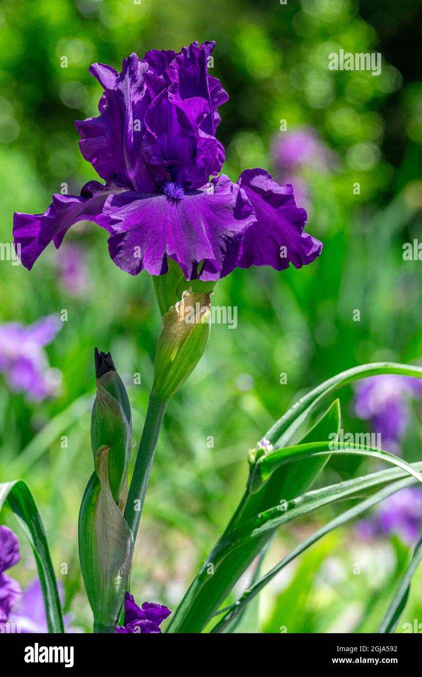 Purple bearded iris Stock Photo - Alamy
