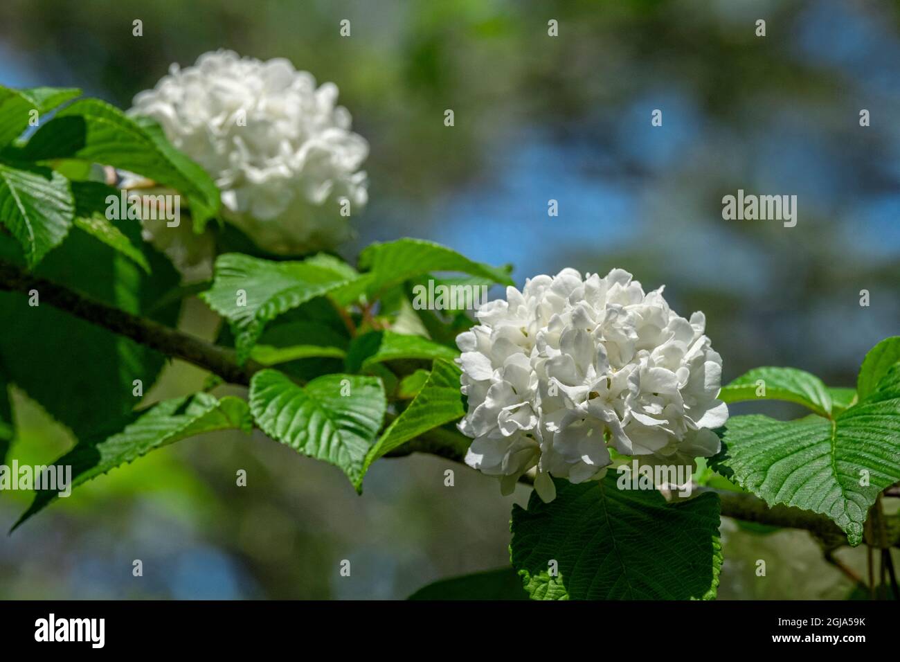 Japanese snowball hi-res stock photography and images - Alamy