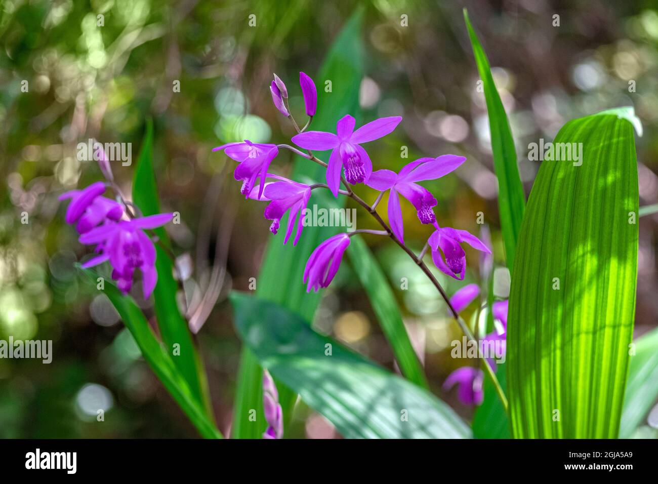 Chinese ground orchid Stock Photo - Alamy