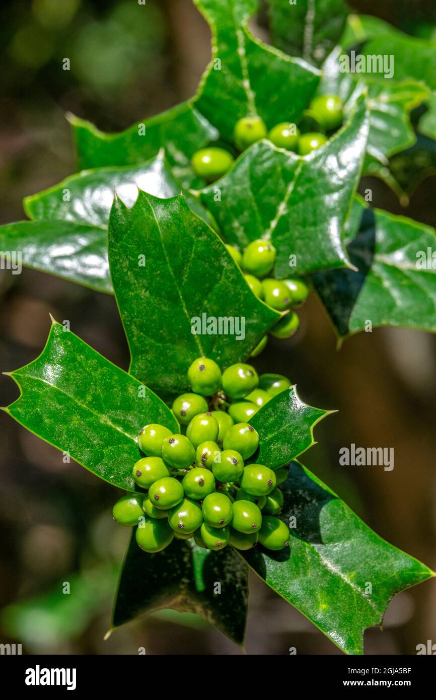 Iles cornuta hi-res stock photography and images - Alamy