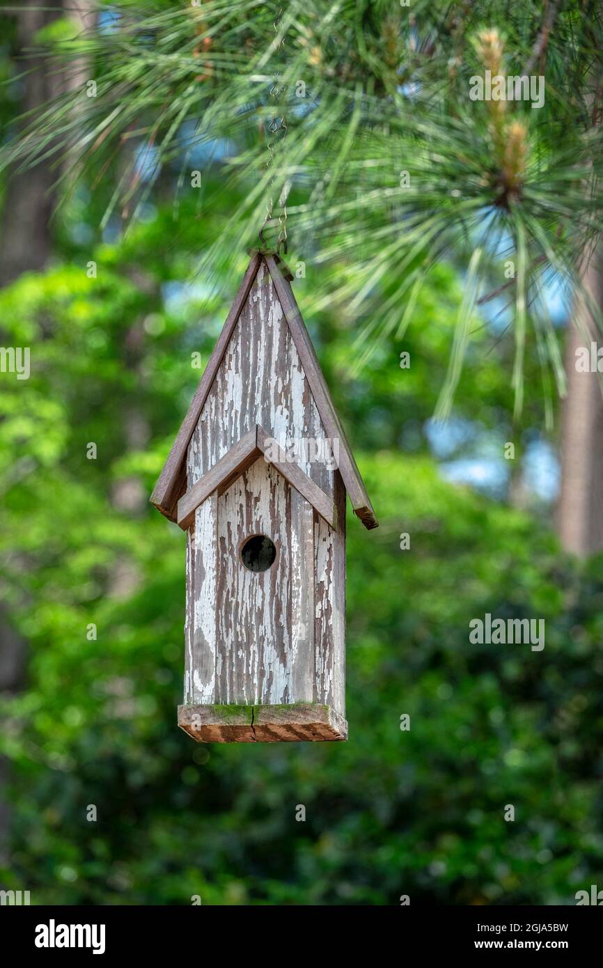 Bird house in a pine tree Stock Photo - Alamy