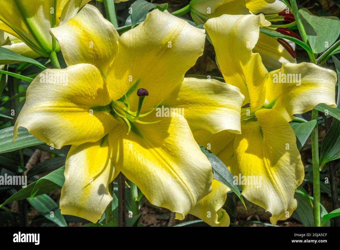 Oriental Trumpet Lily Stock Photo - Alamy