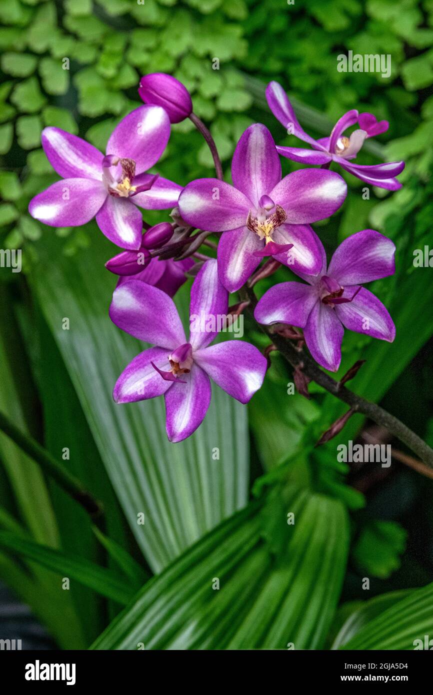 Chinese Ground Orchid Stock Photo - Alamy