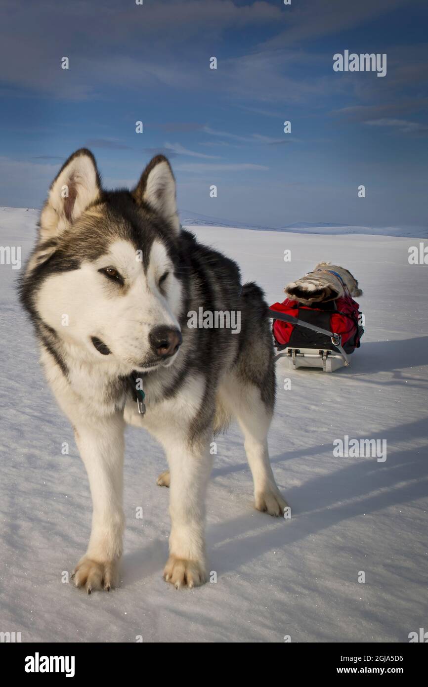 Dog foto hi-res stock photography and images - Alamy