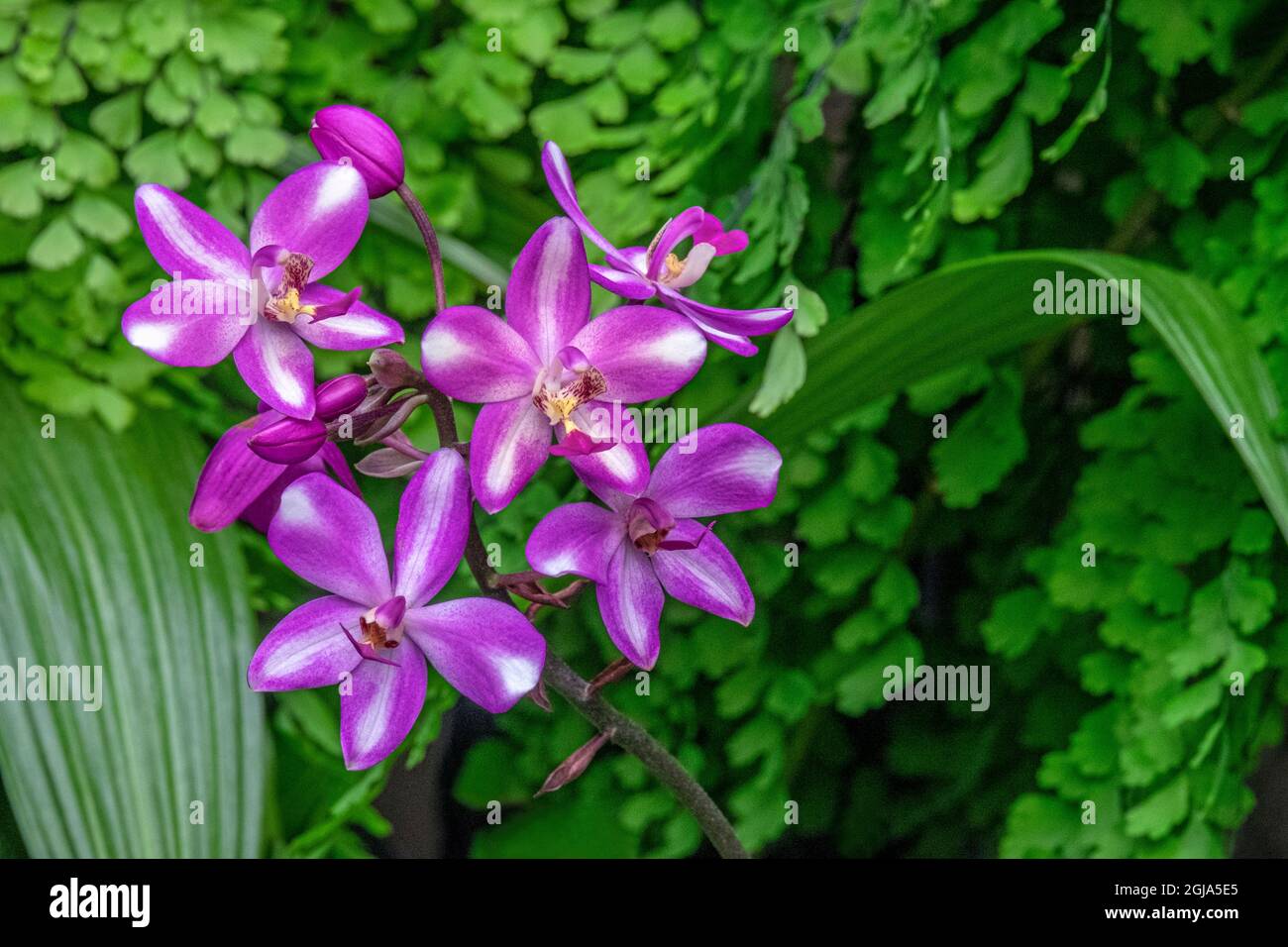 Chinese Ground Orchid Stock Photo - Alamy