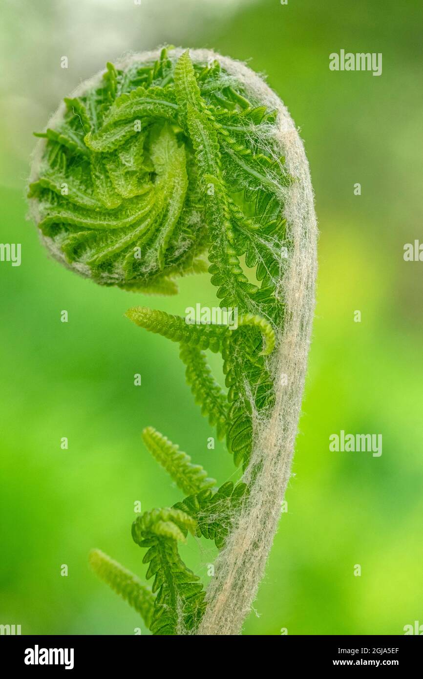 Fern fiddlehead hi-res stock photography and images - Alamy
