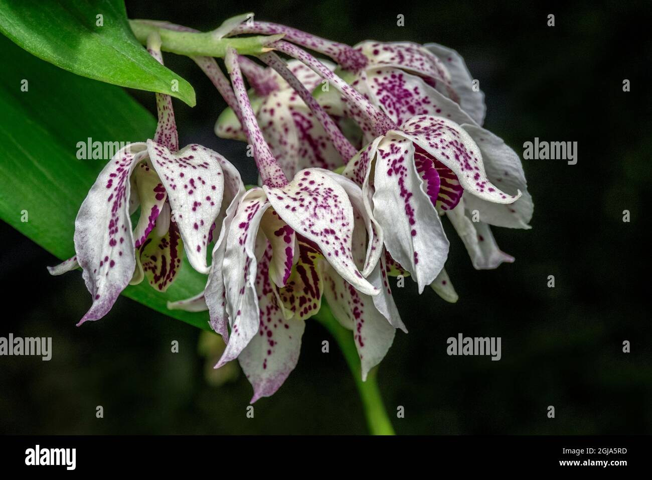 Dendrobium roy tokunaga hi-res stock photography and images - Alamy
