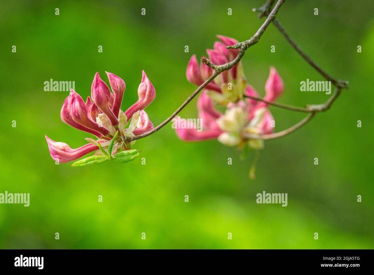 Coast azalea hi-res stock photography and images - Alamy