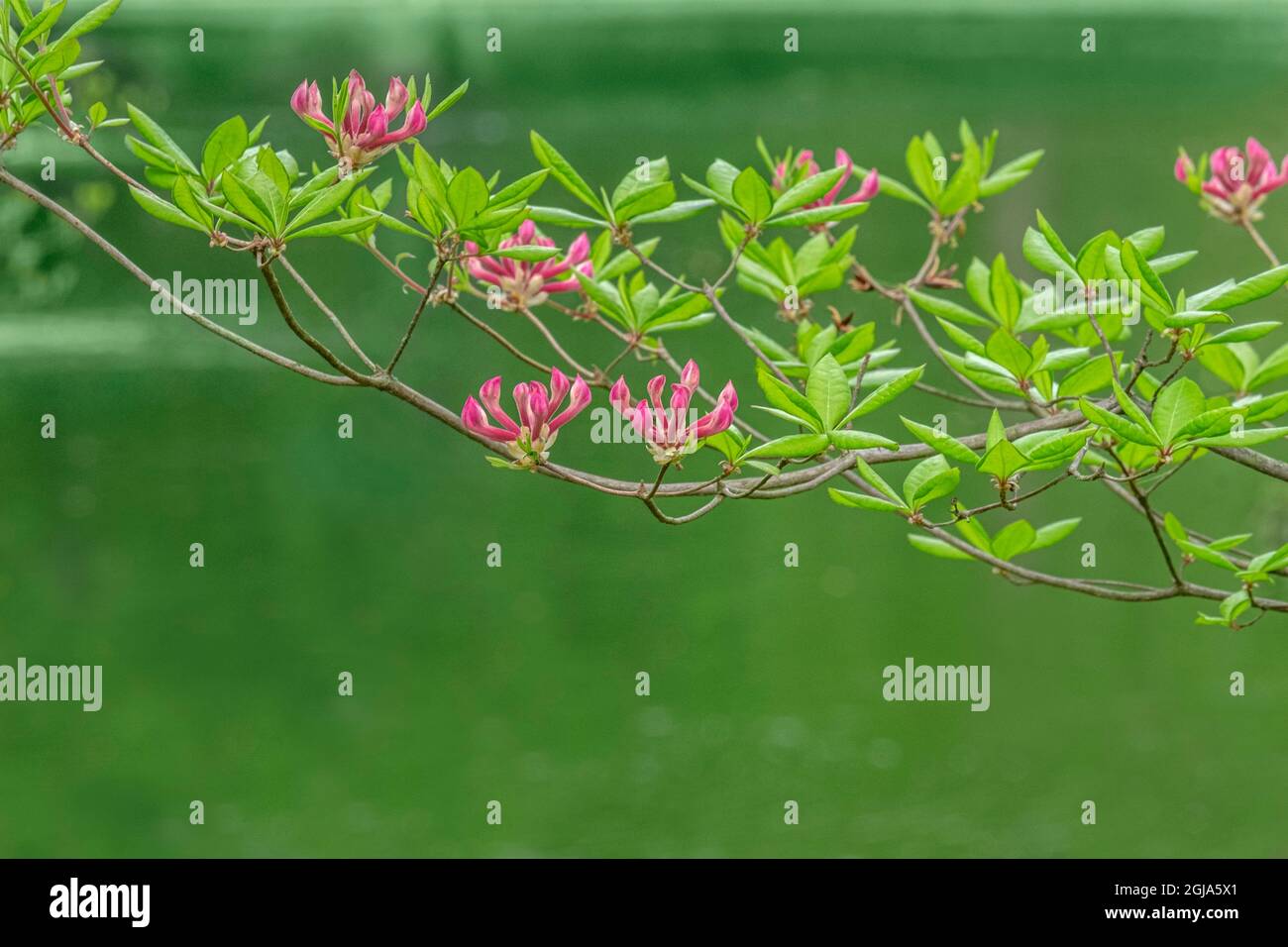 Coast azalea hi-res stock photography and images - Alamy