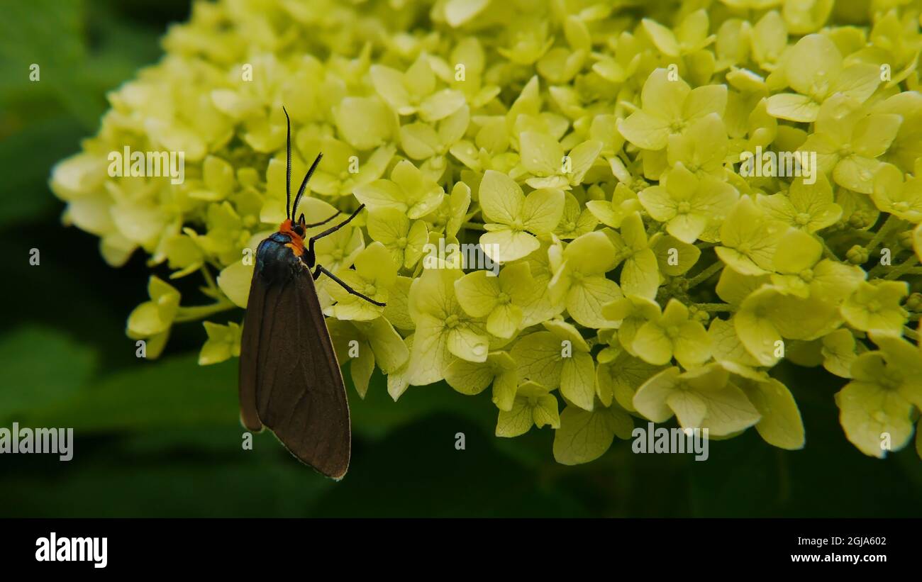 Close-up of a virgina ctenucha tiger moth collecting nectar from the ...