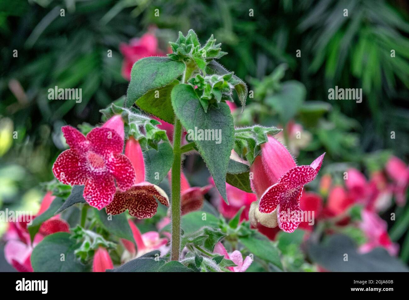 Gloxinia hi-res stock photography and images - Alamy