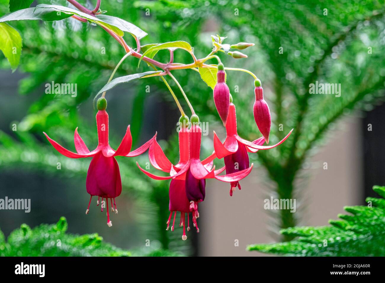 Fuchsia fuchsia triphylla hi-res stock photography and images - Alamy