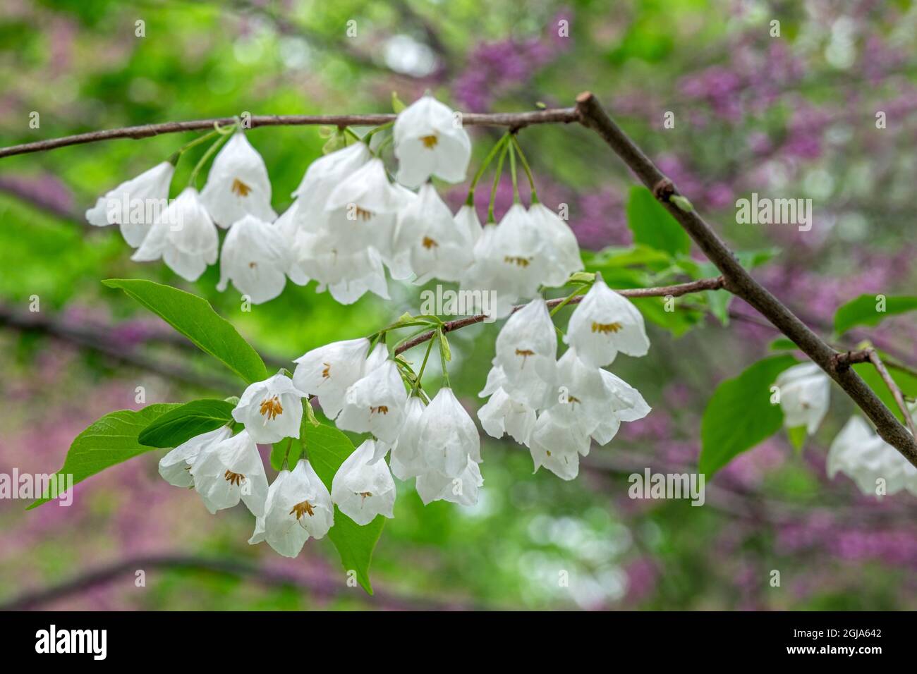 Silverbell hi-res stock photography and images - Alamy