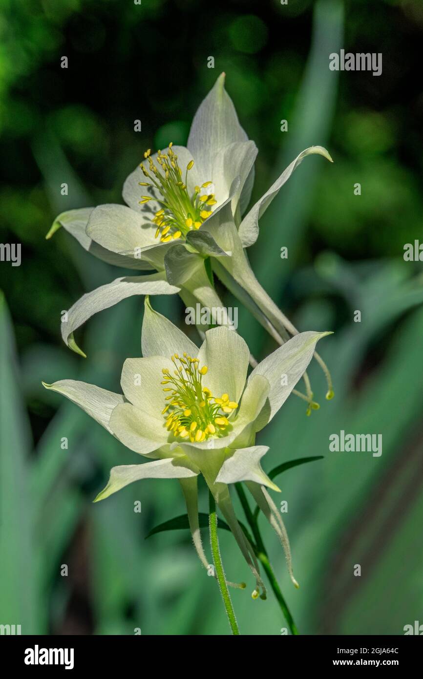 Yellow columbine hi-res stock photography and images - Alamy