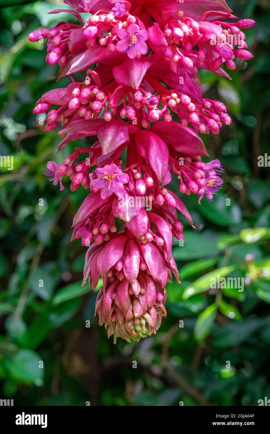 Rose grape hi-res stock photography and images - Alamy