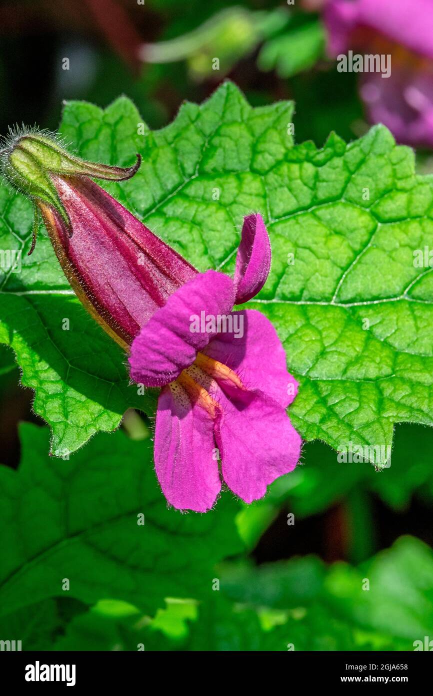 Monkey musk hi-res stock photography and images - Alamy