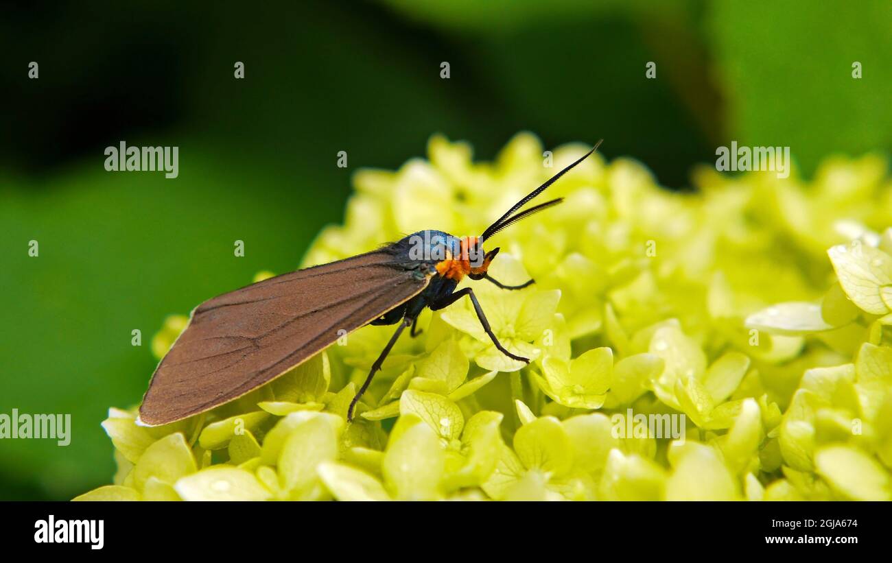 Blue head moth hi-res stock photography and images - Alamy