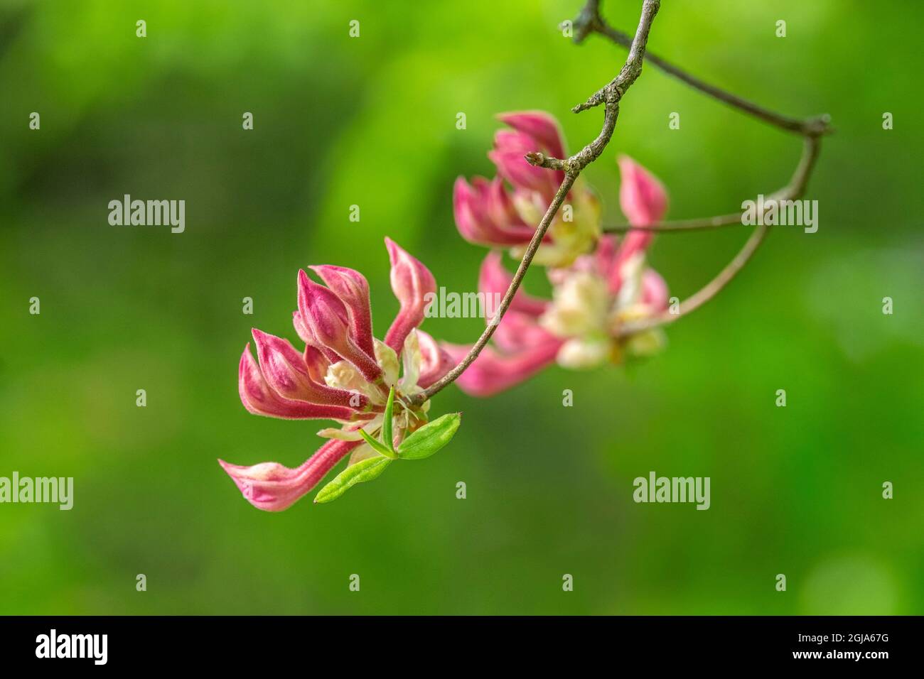 Atlanticum hi-res stock photography and images - Alamy