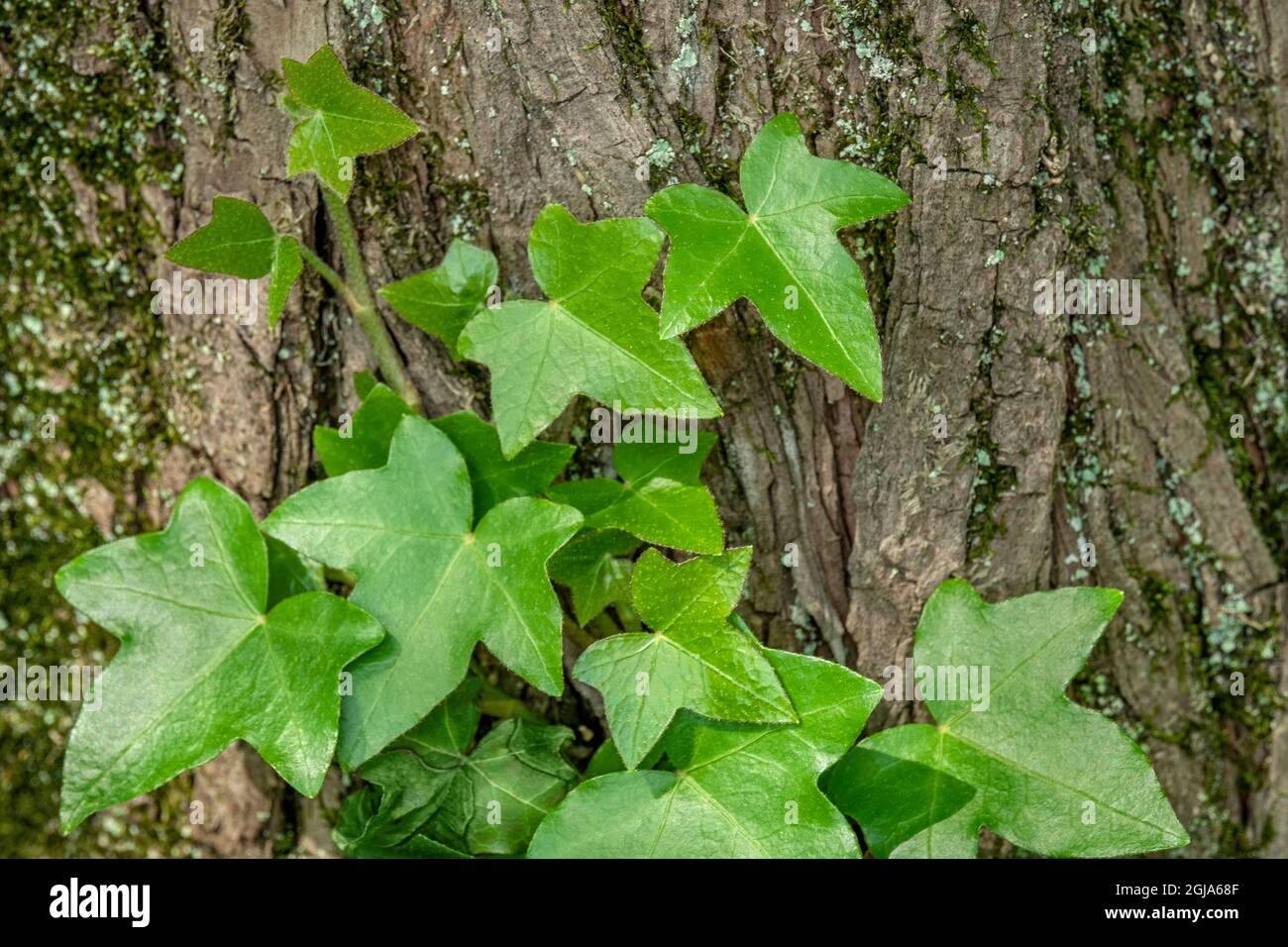 English ivy climbing on Cypress tree Stock Photo - Alamy