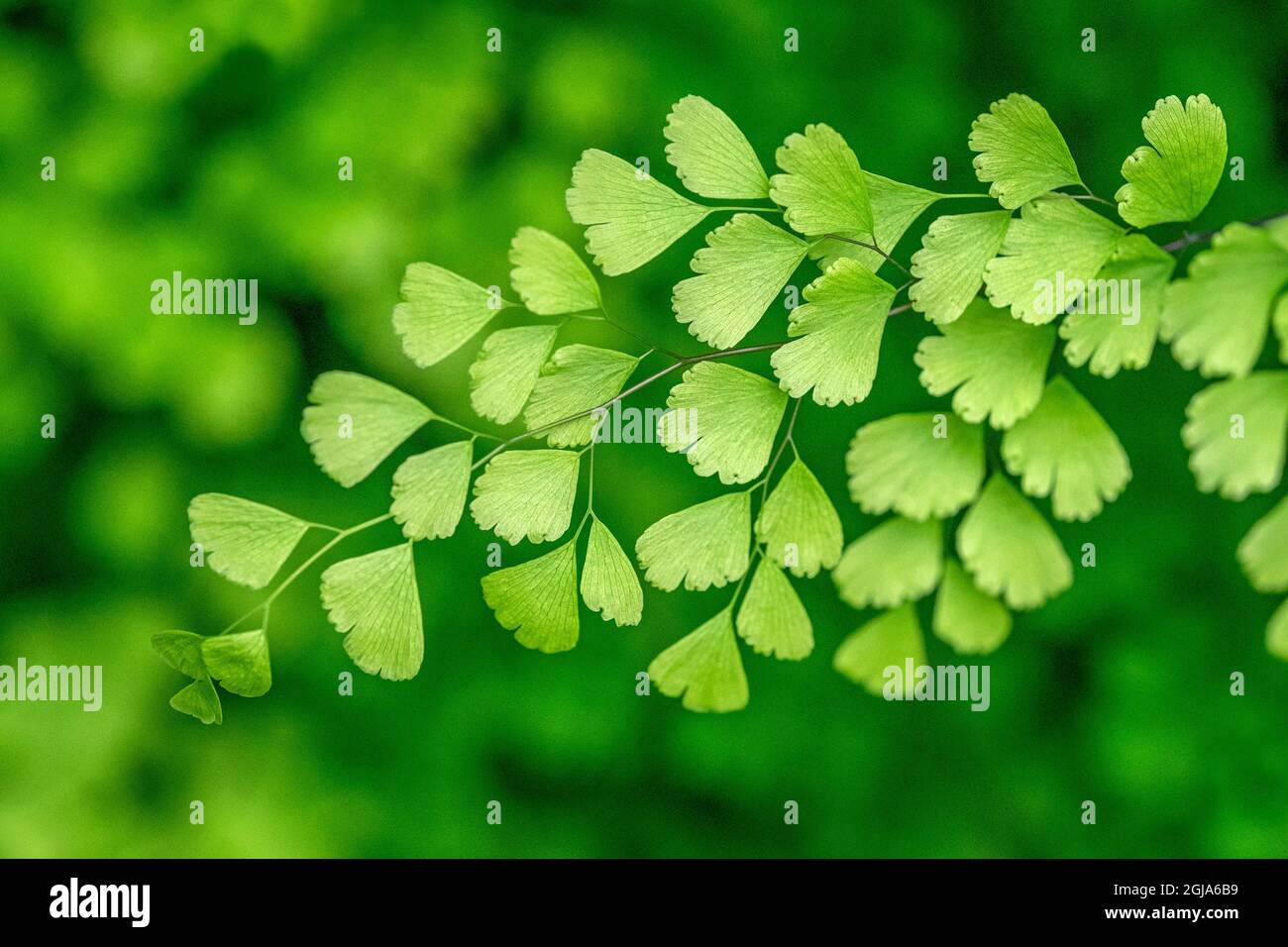 Maidenhead fern hi-res stock photography and images - Alamy
