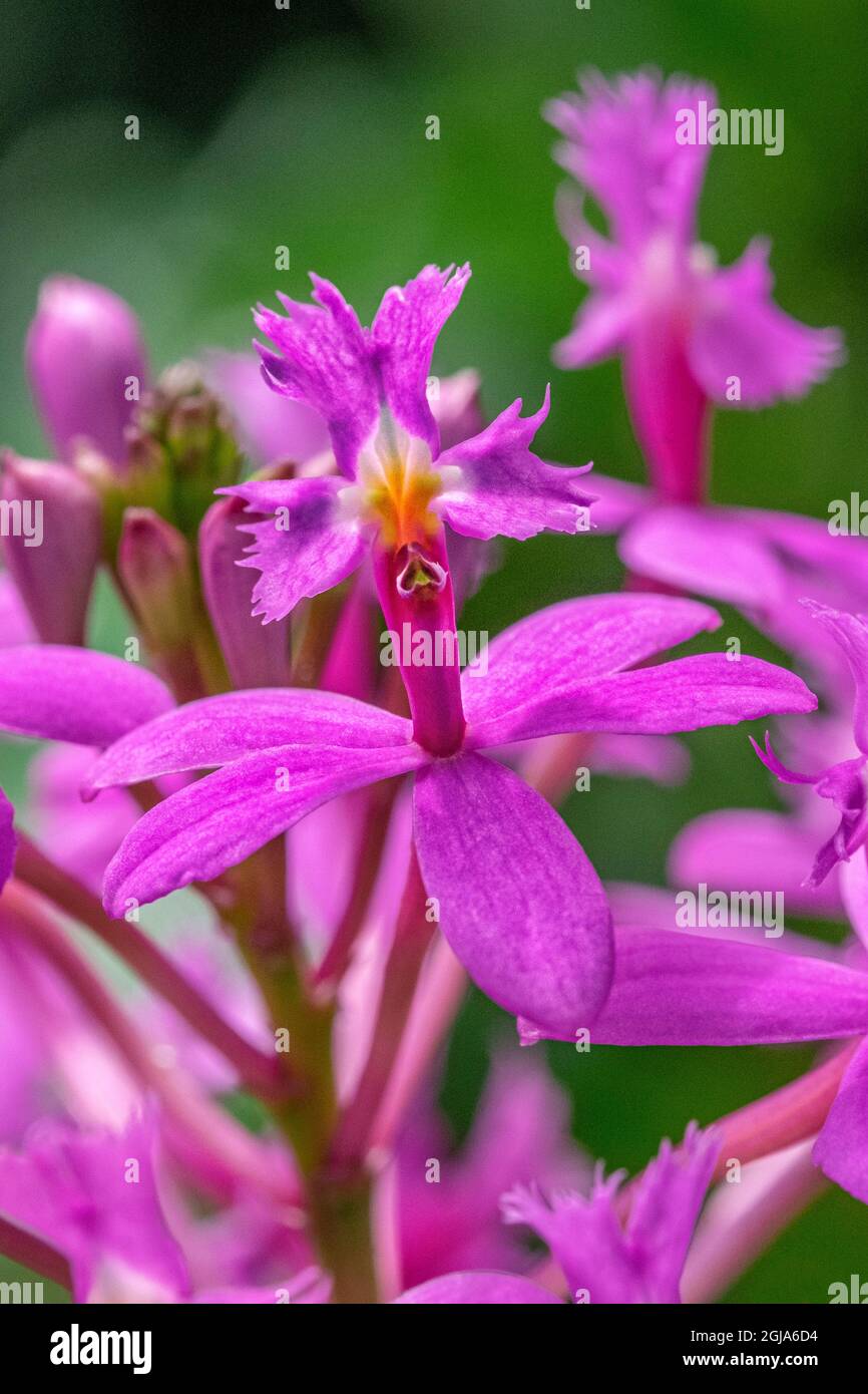 Fire orchid hi-res stock photography and images - Alamy