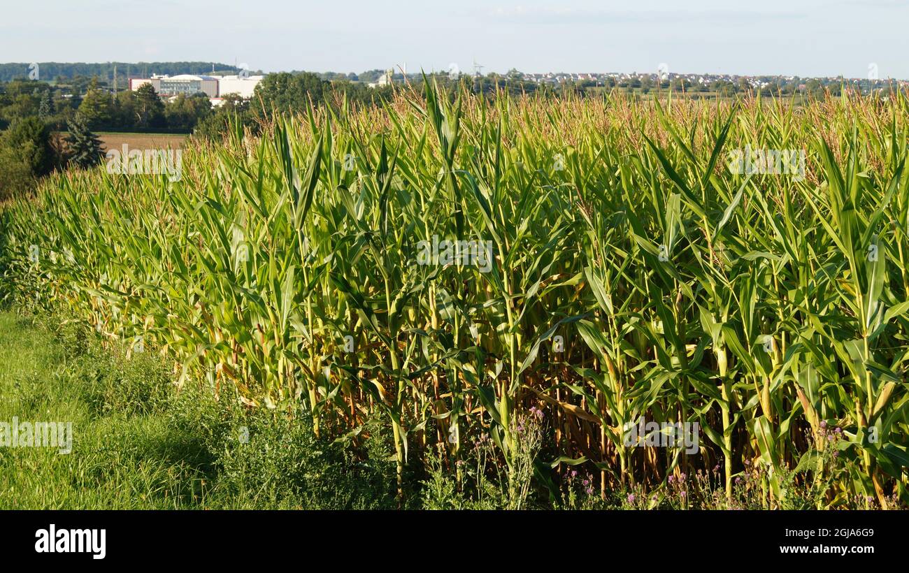 Agricultural field growing green plants Stock Photo - Alamy
