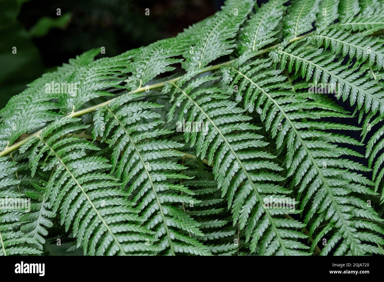 Common lady fern Stock Photo - Alamy