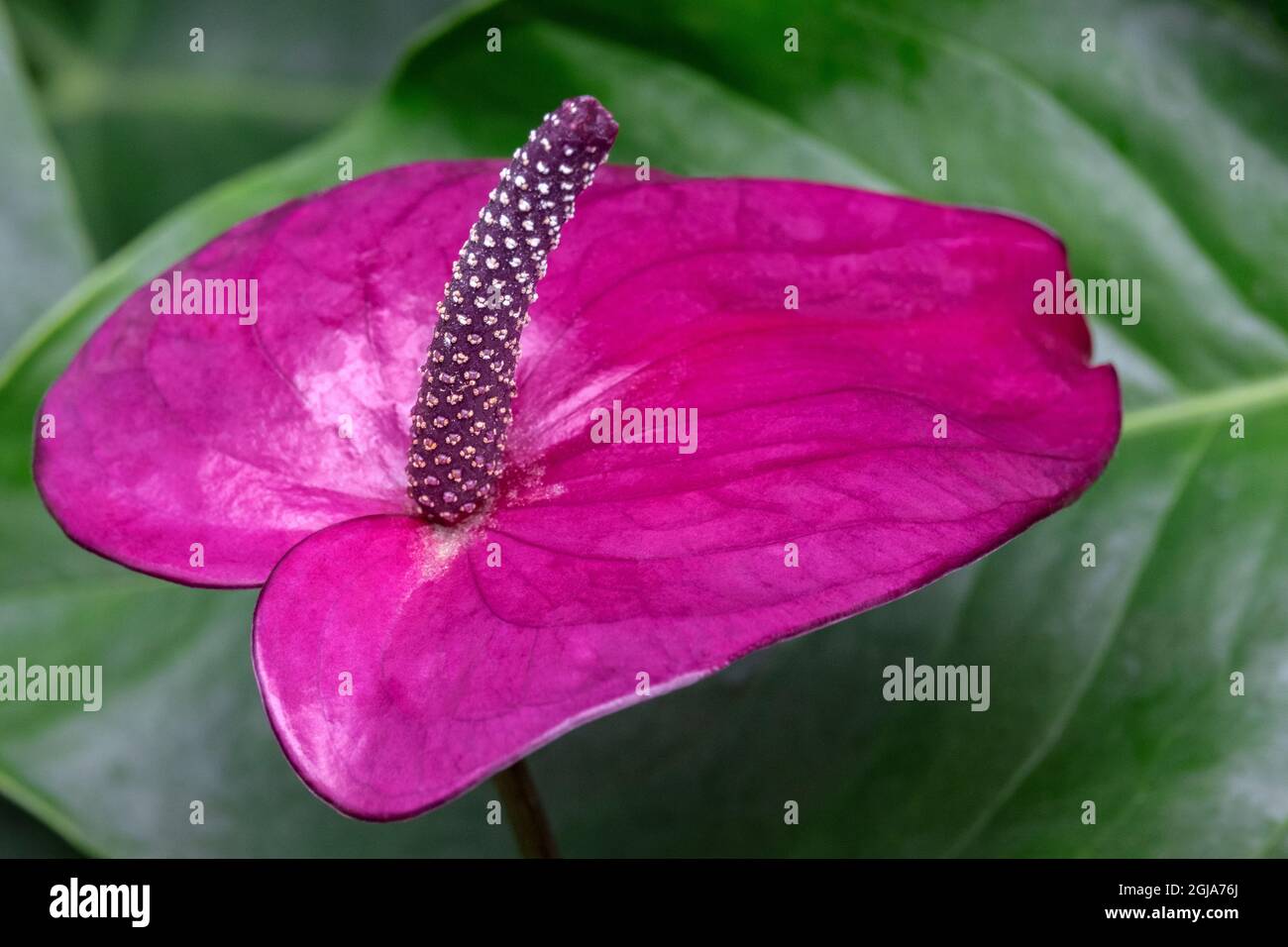 Anthurium spathe and spadix Stock Photo - Alamy