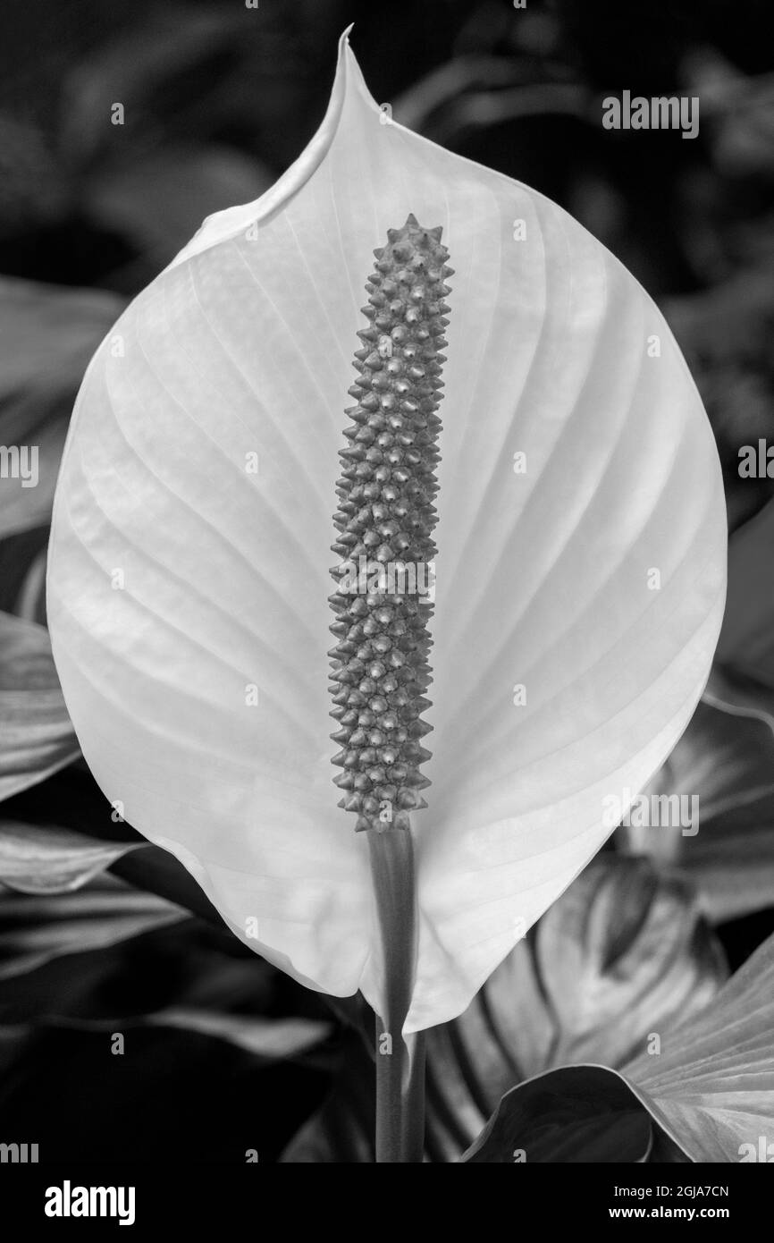 Lily s Black and White Stock Photos & Images - Alamy