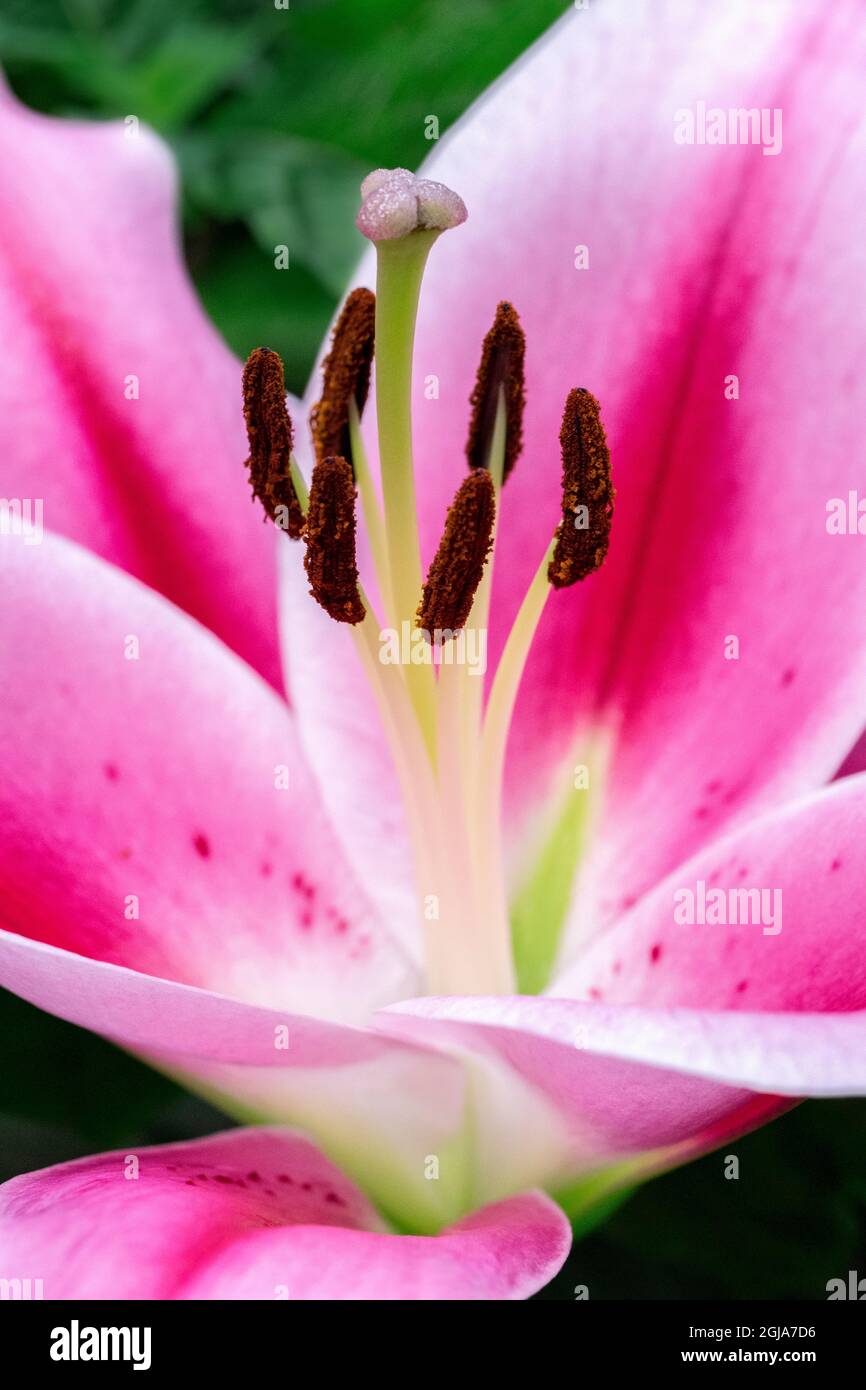 Oriental Trumpet Lily Stock Photo - Alamy