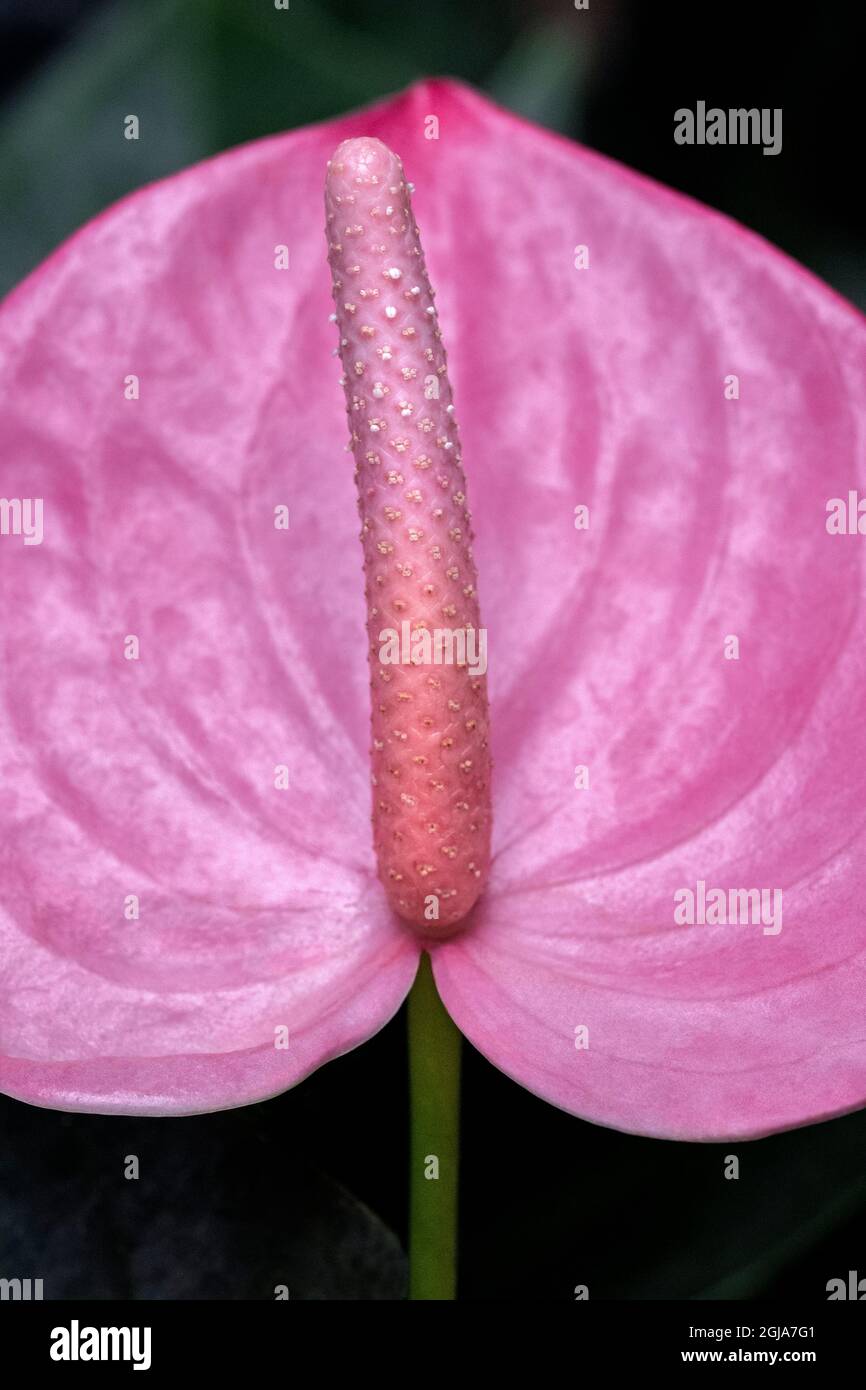 Anthurium spadix and spathe Stock Photo - Alamy
