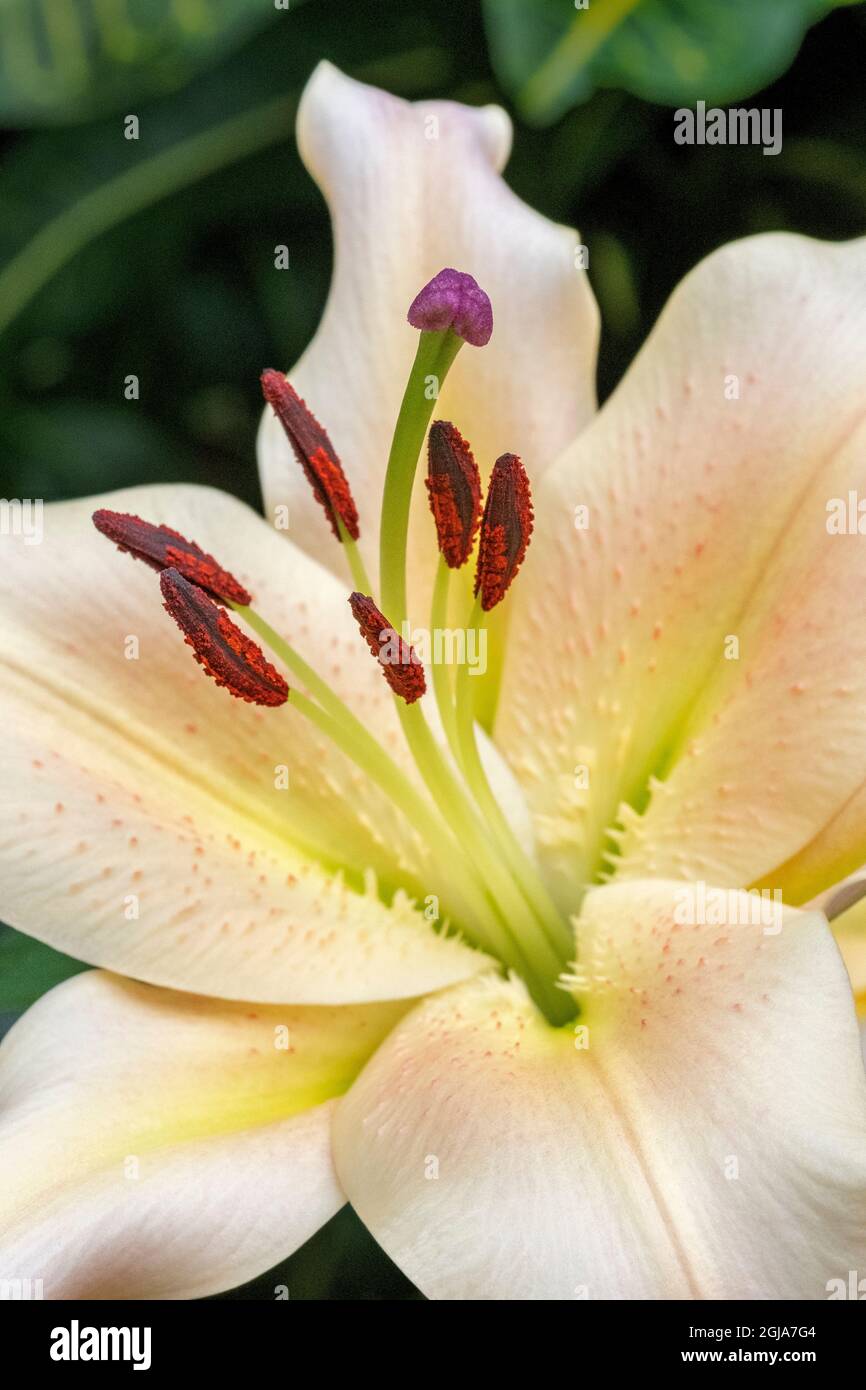 Oriental Trumpet Lily Stock Photo - Alamy