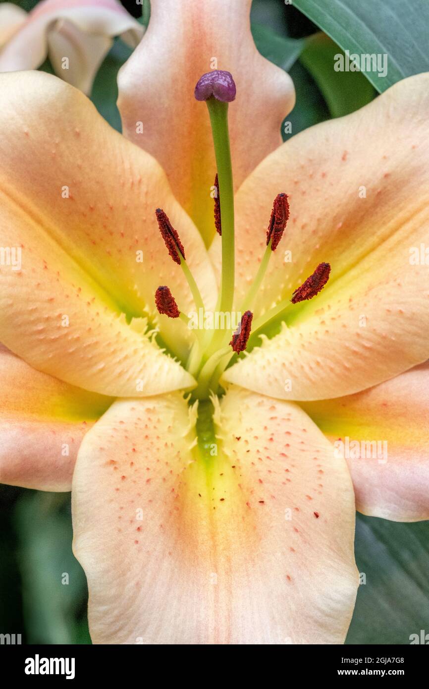 Oriental trumpet hi-res stock photography and images - Alamy