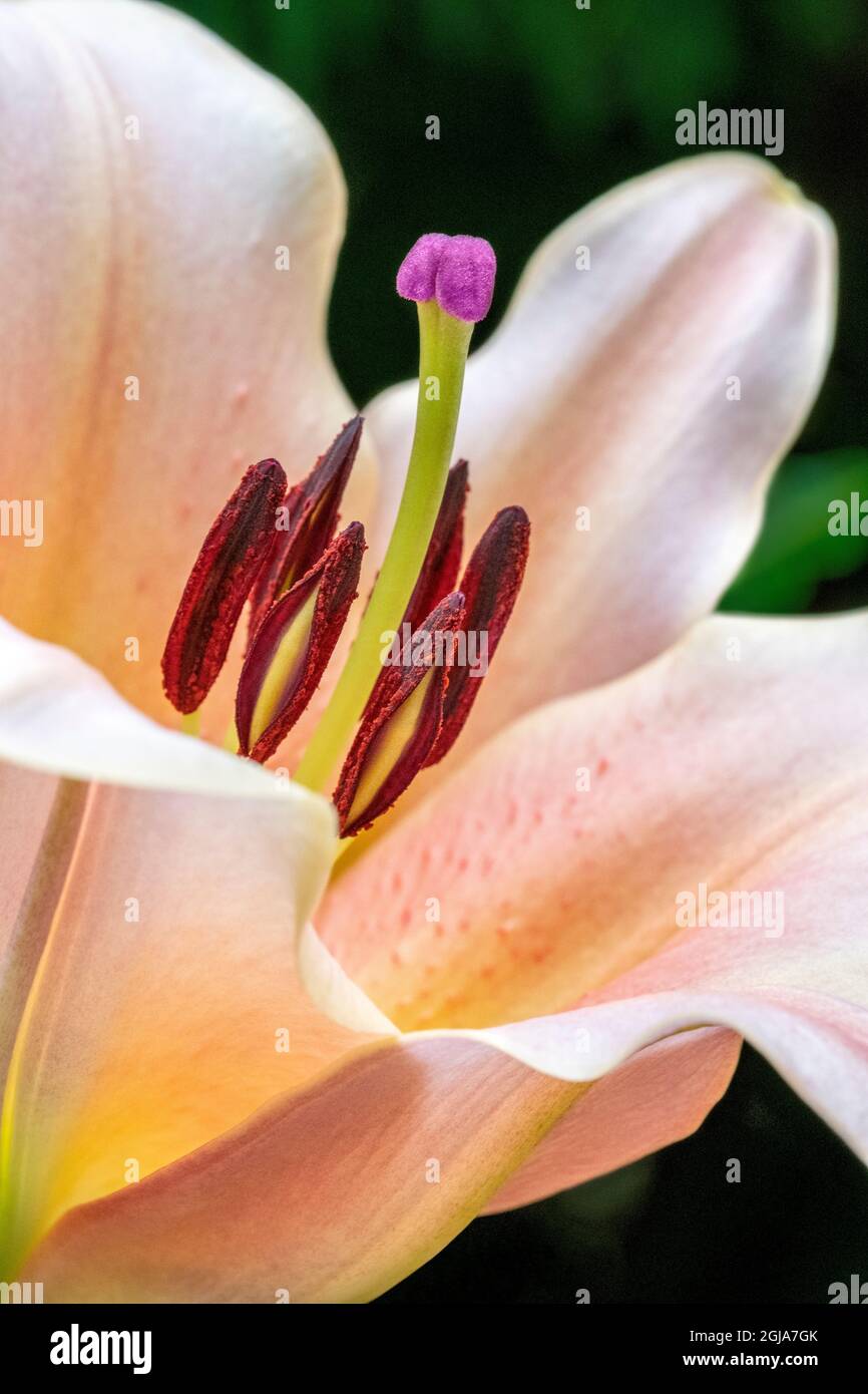 Oriental Trumpet Lily Stock Photo - Alamy